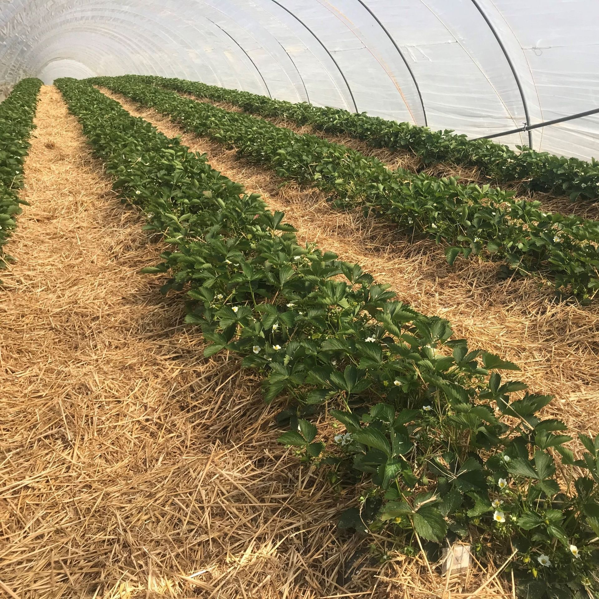La saison des fraises belges est officiellement déclarée - RTBF Actus
