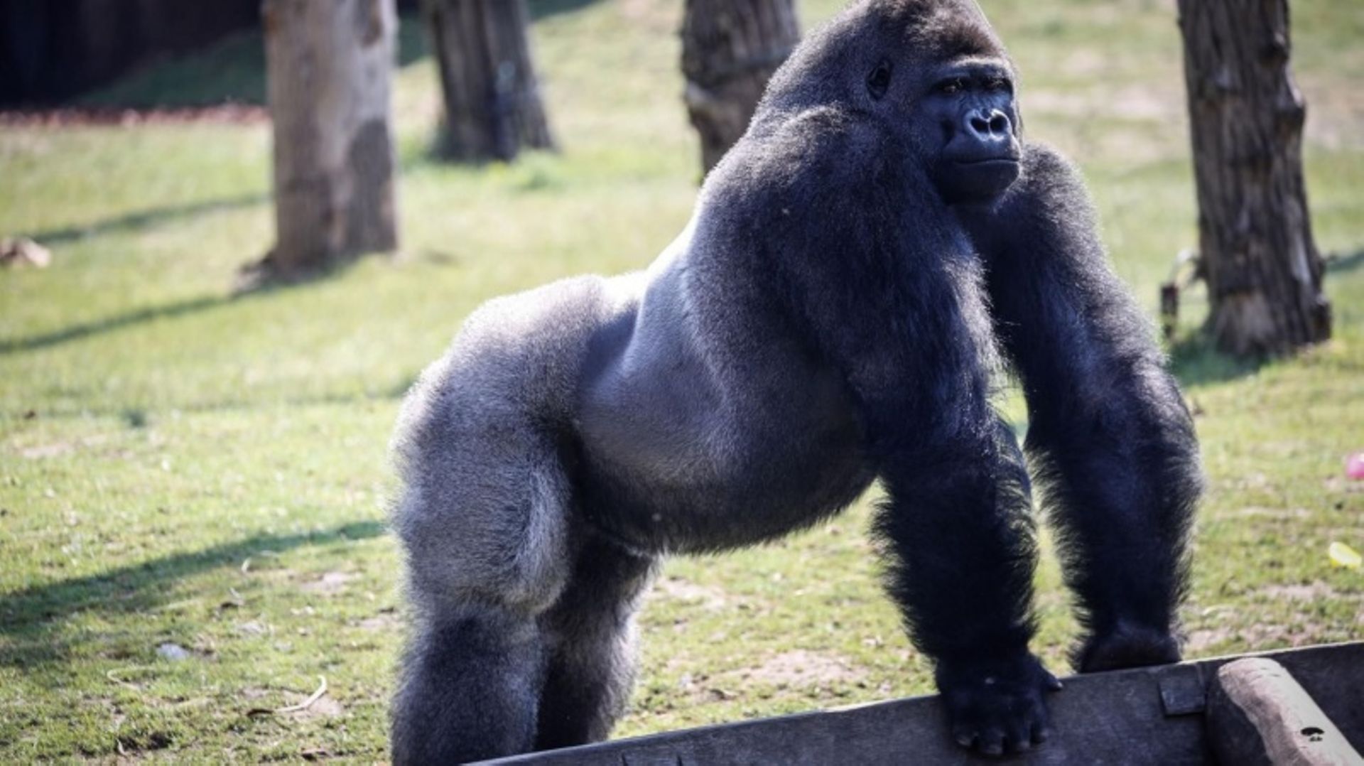 Le Jardin des Mondes agrandit son territoire avec 'La Dernière ...