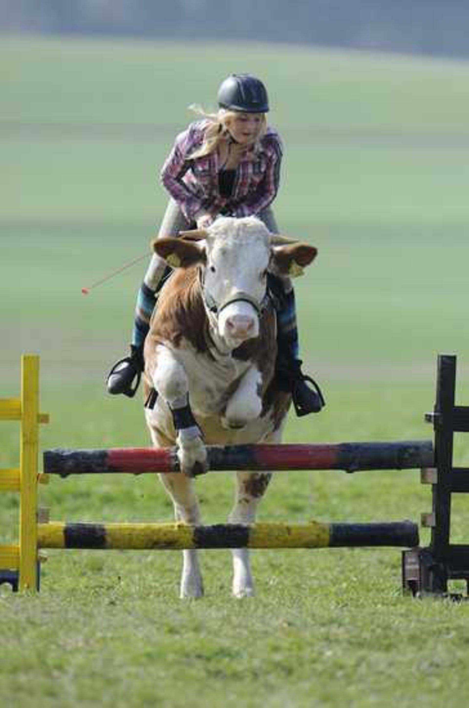 Luna, la vache devenue cheval - RTBF Actus