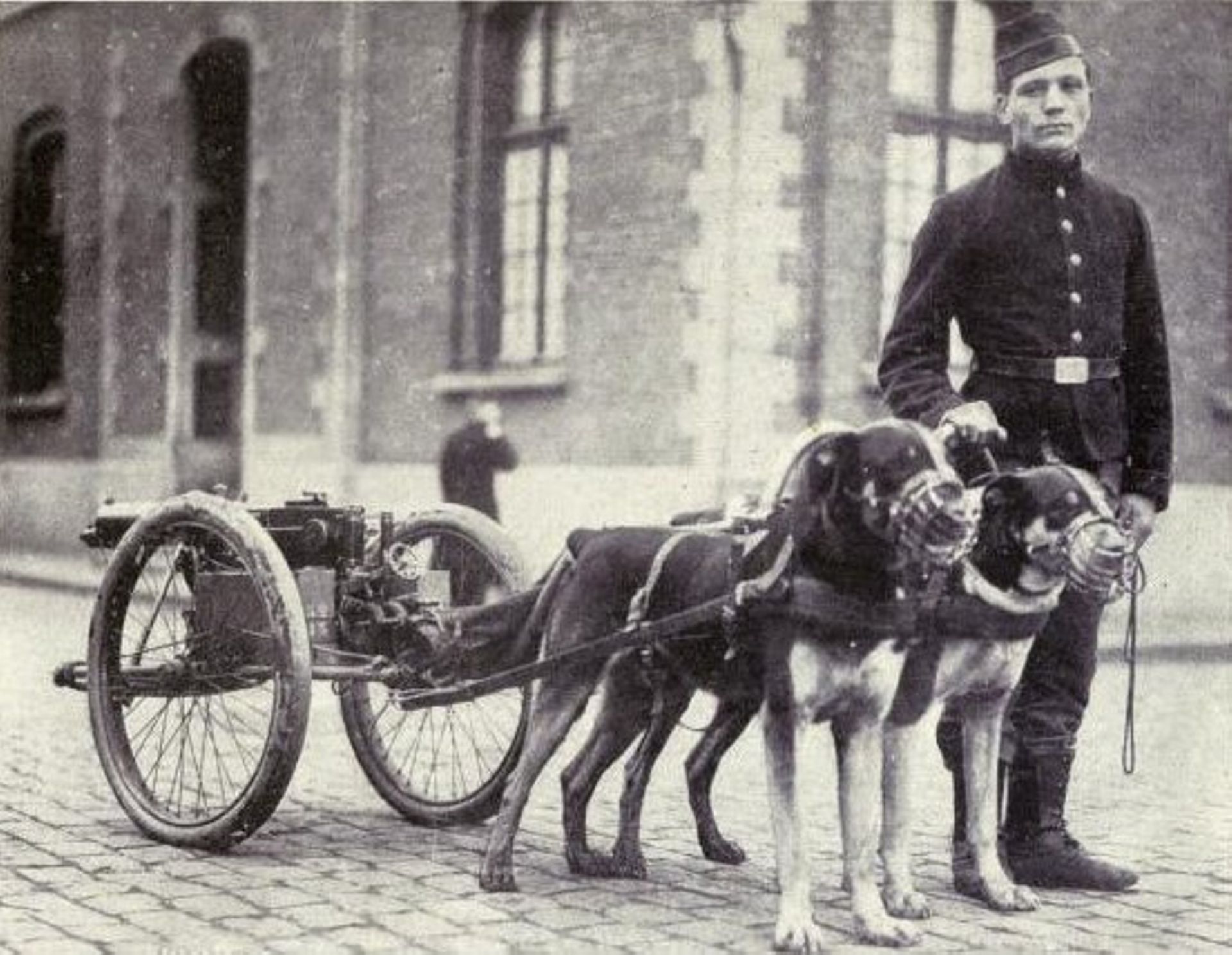 Le mâtin belge, cette race de chien en pleine reconstruction - RTBF Actus