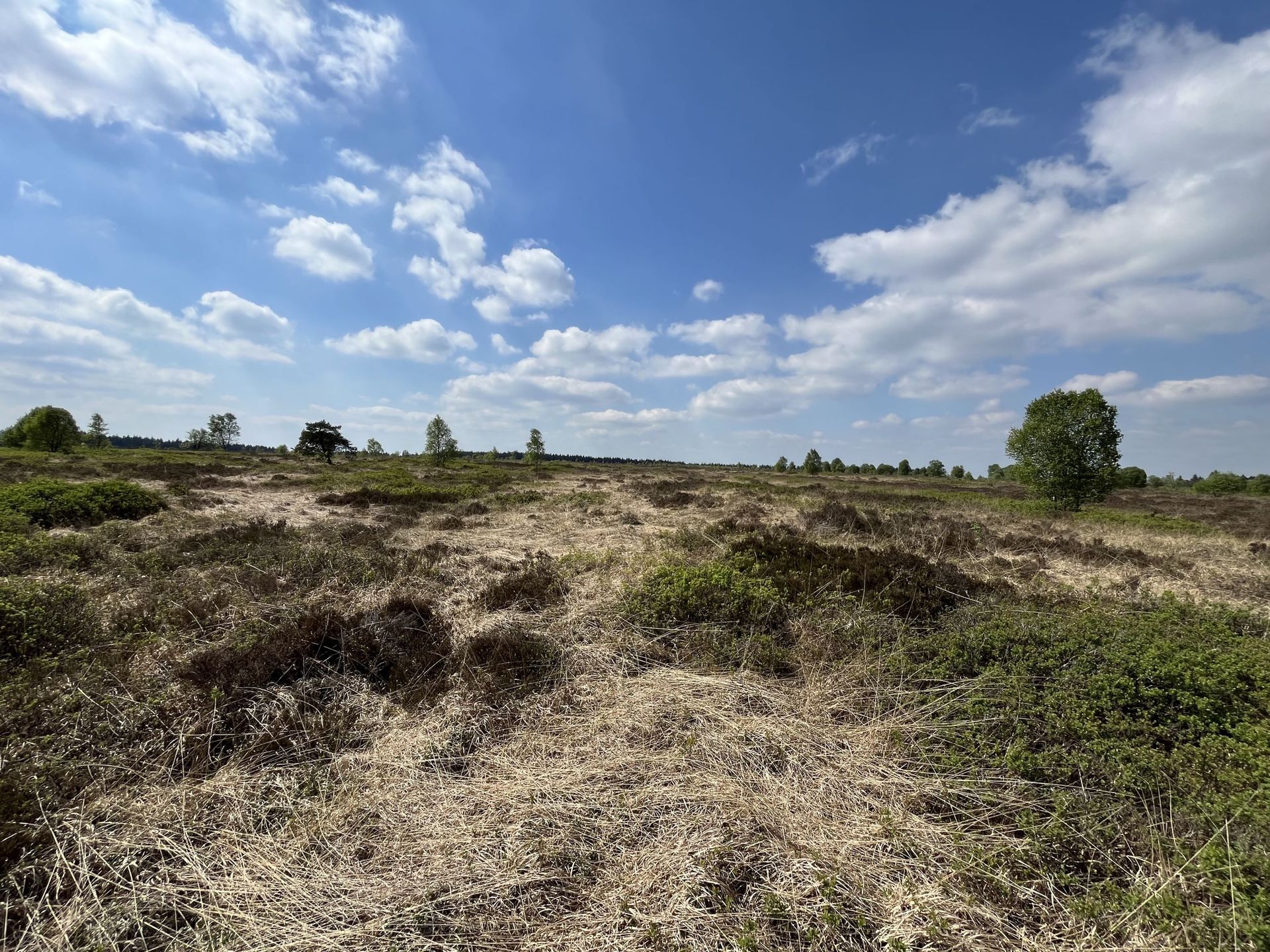 Restauration des tourbières des Hautes Fagnes : des résultats ...