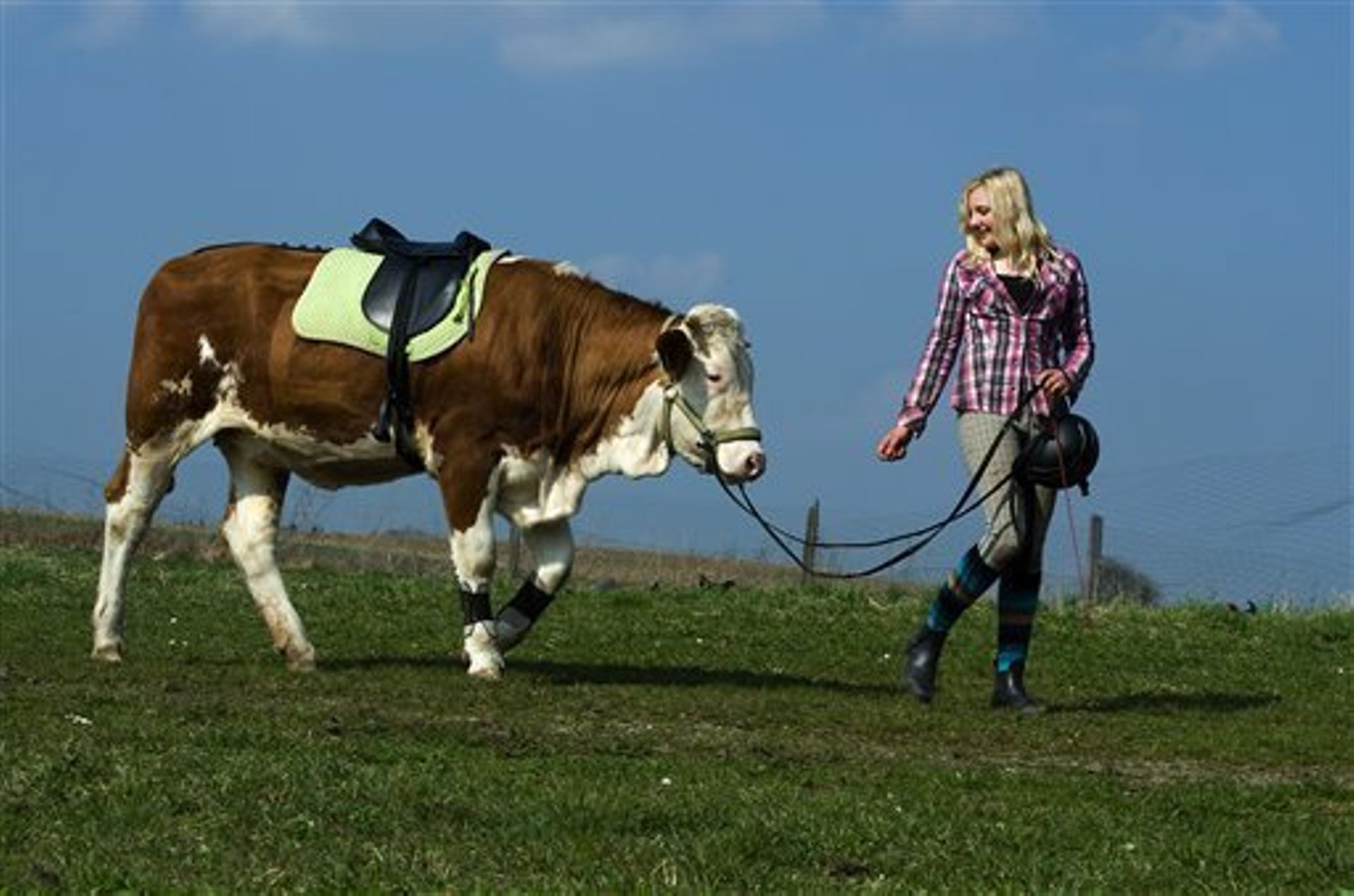 Luna, la vache devenue cheval - RTBF Actus