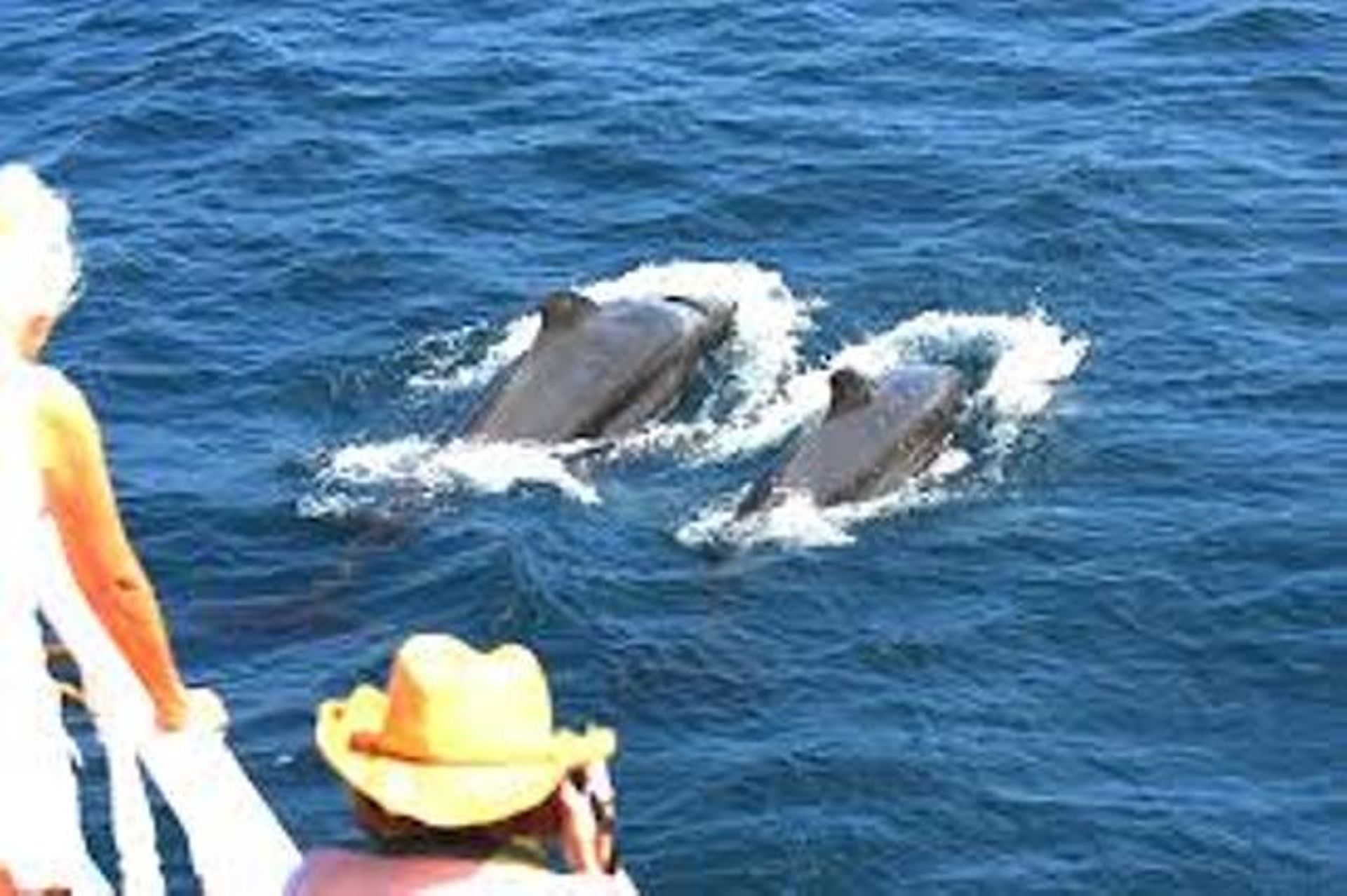 Dolphin watch - RTBF Actus