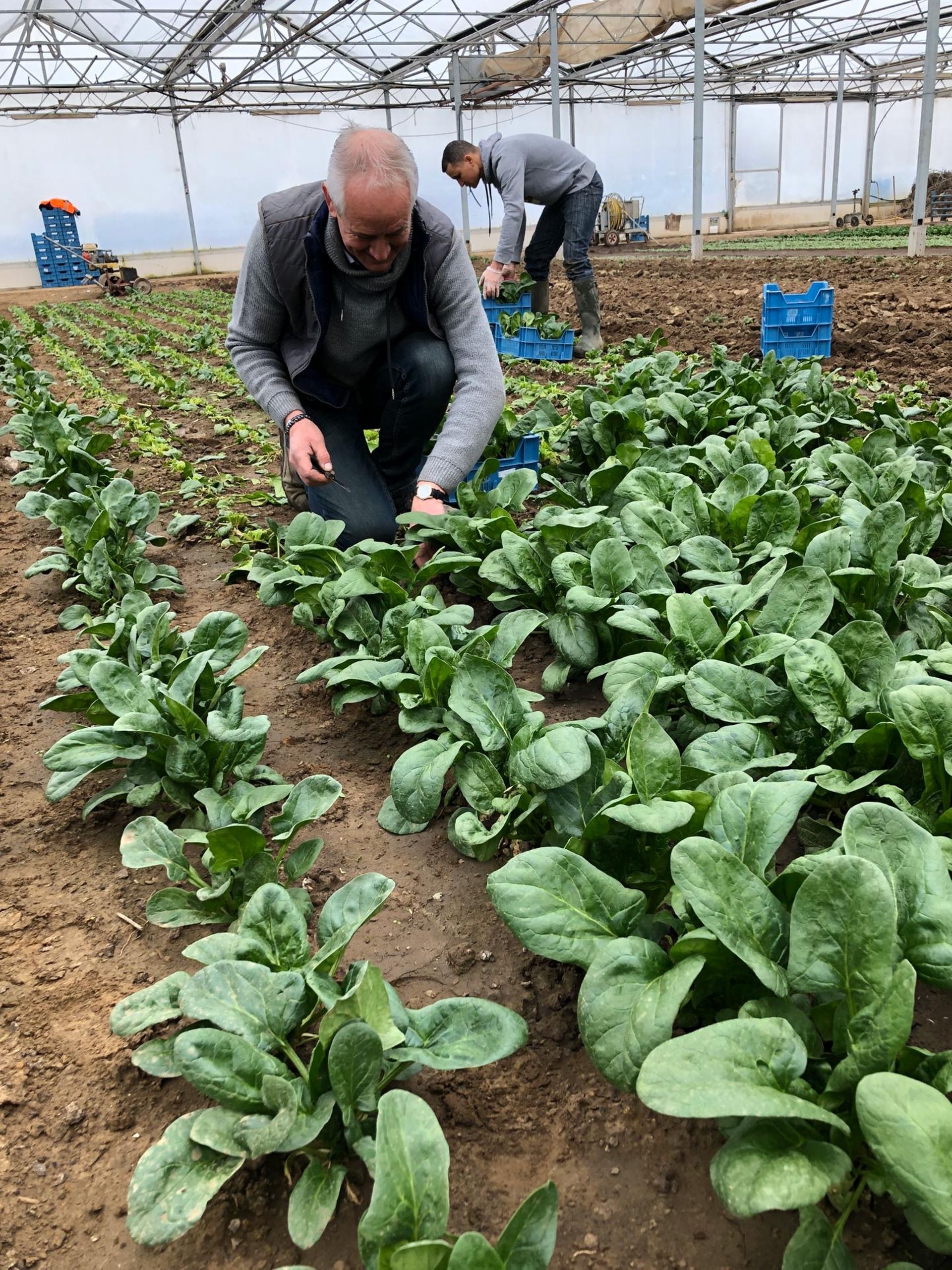 Coronavirus : le succès des maraîchers - RTBF Actus