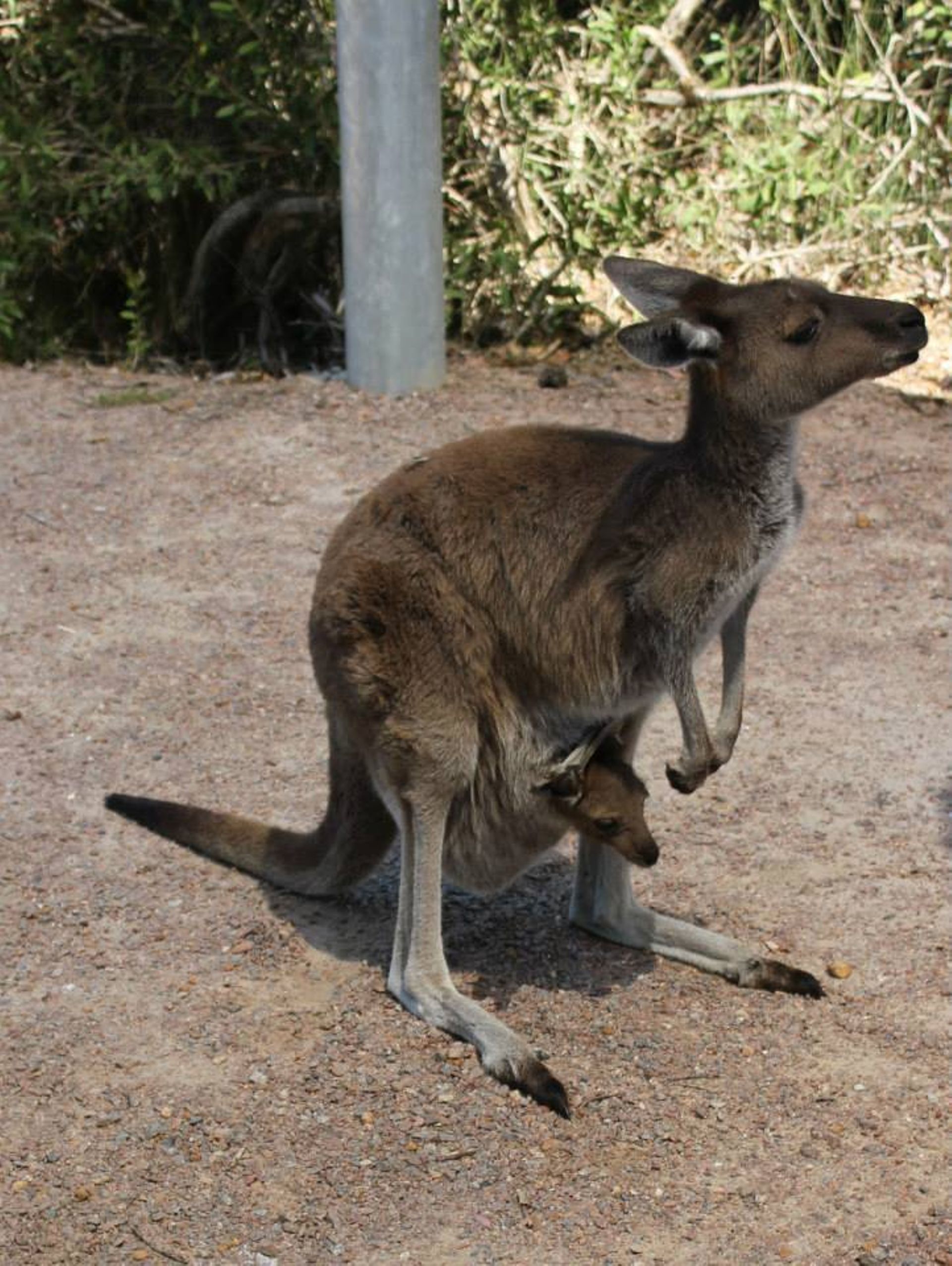 Australie: Bastien Craninx, Journaliste itinérant - RTBF Actus