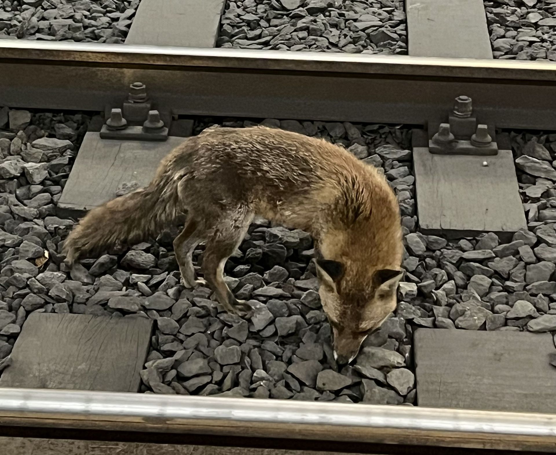 Des renards dans le métro à Bruxelles : 'Leur espérance de vie est plus élevée ici qu’en ...