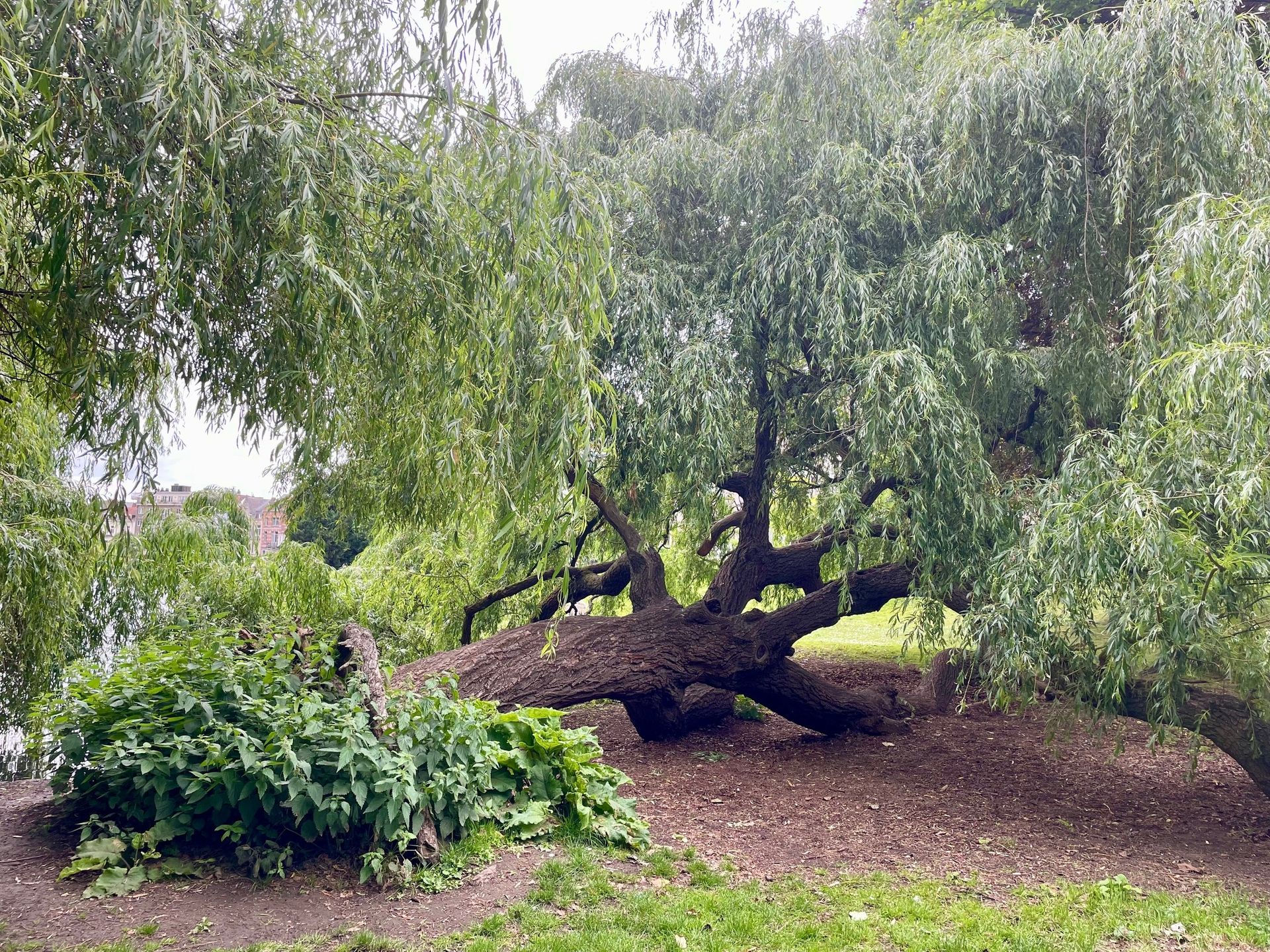 Du saule miraculé au tilleul séculaire : Ixelles cartographie ses ...