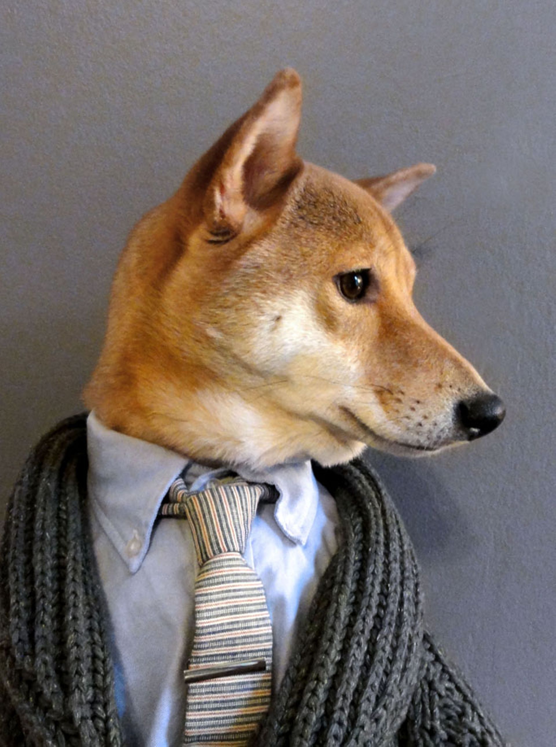 Regardez le chien le plus stylé du monde - RTBF Actus