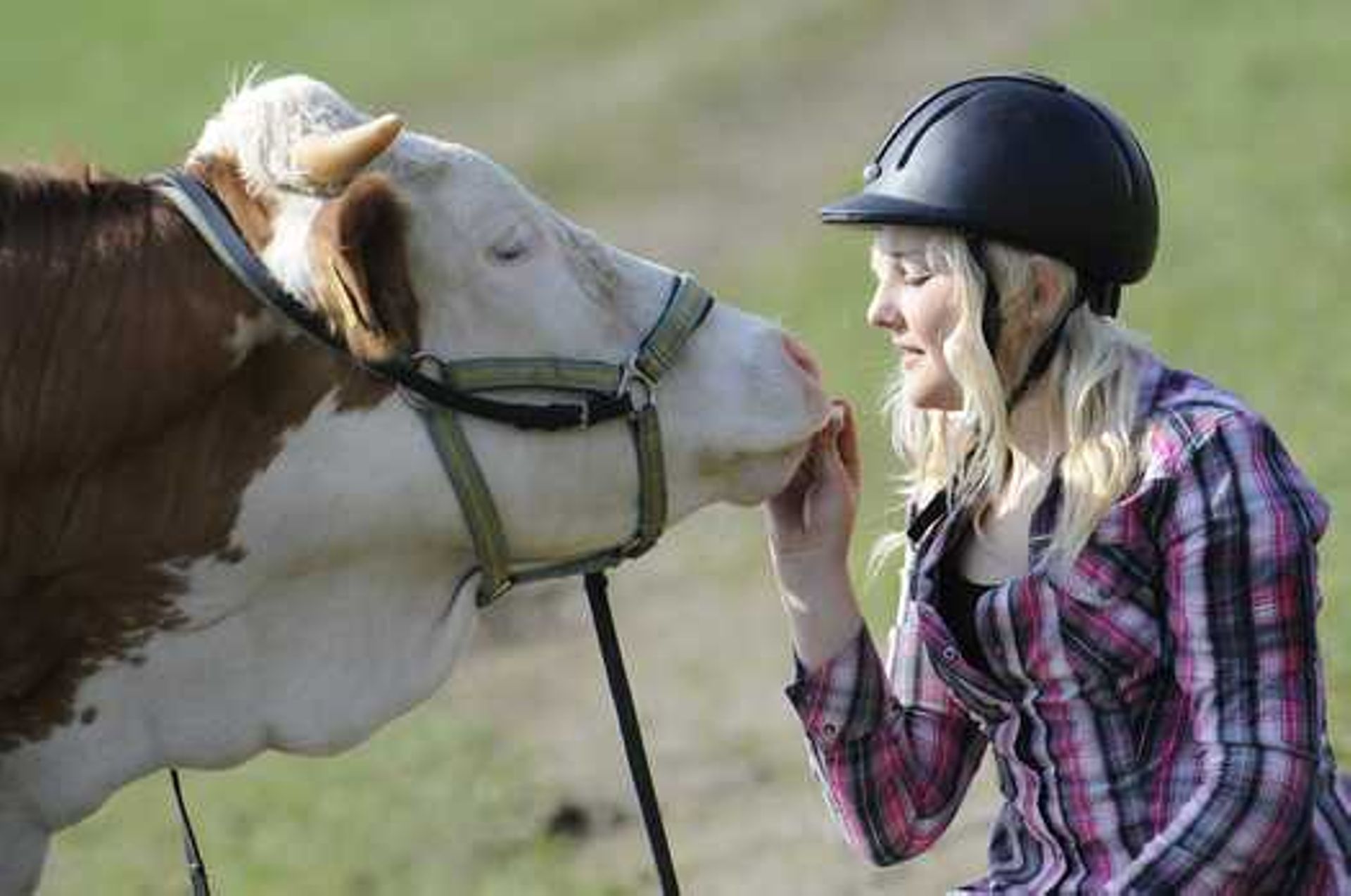Luna, la vache devenue cheval - RTBF Actus