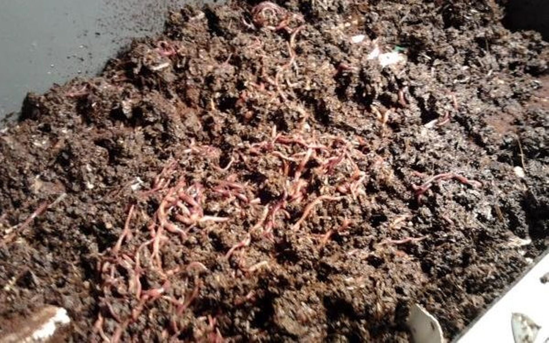 Le Lombricompost - rtbf.be