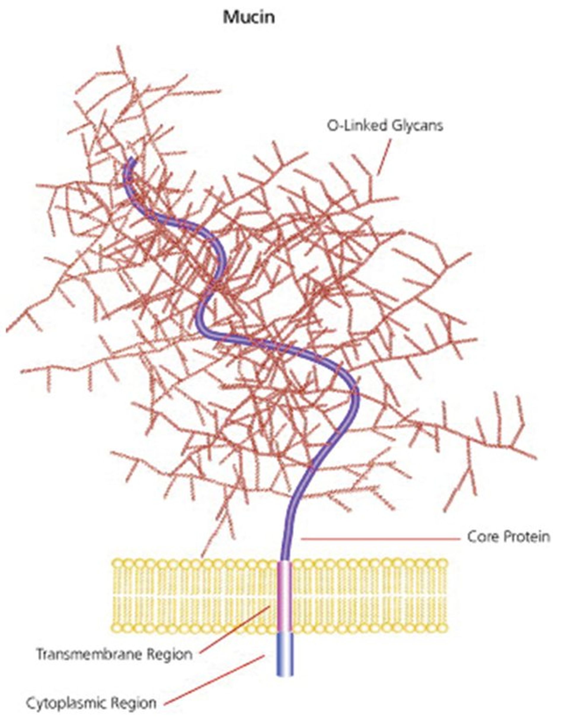 Science : des scientifiques ont créé un mucus artificiel pour nous ...