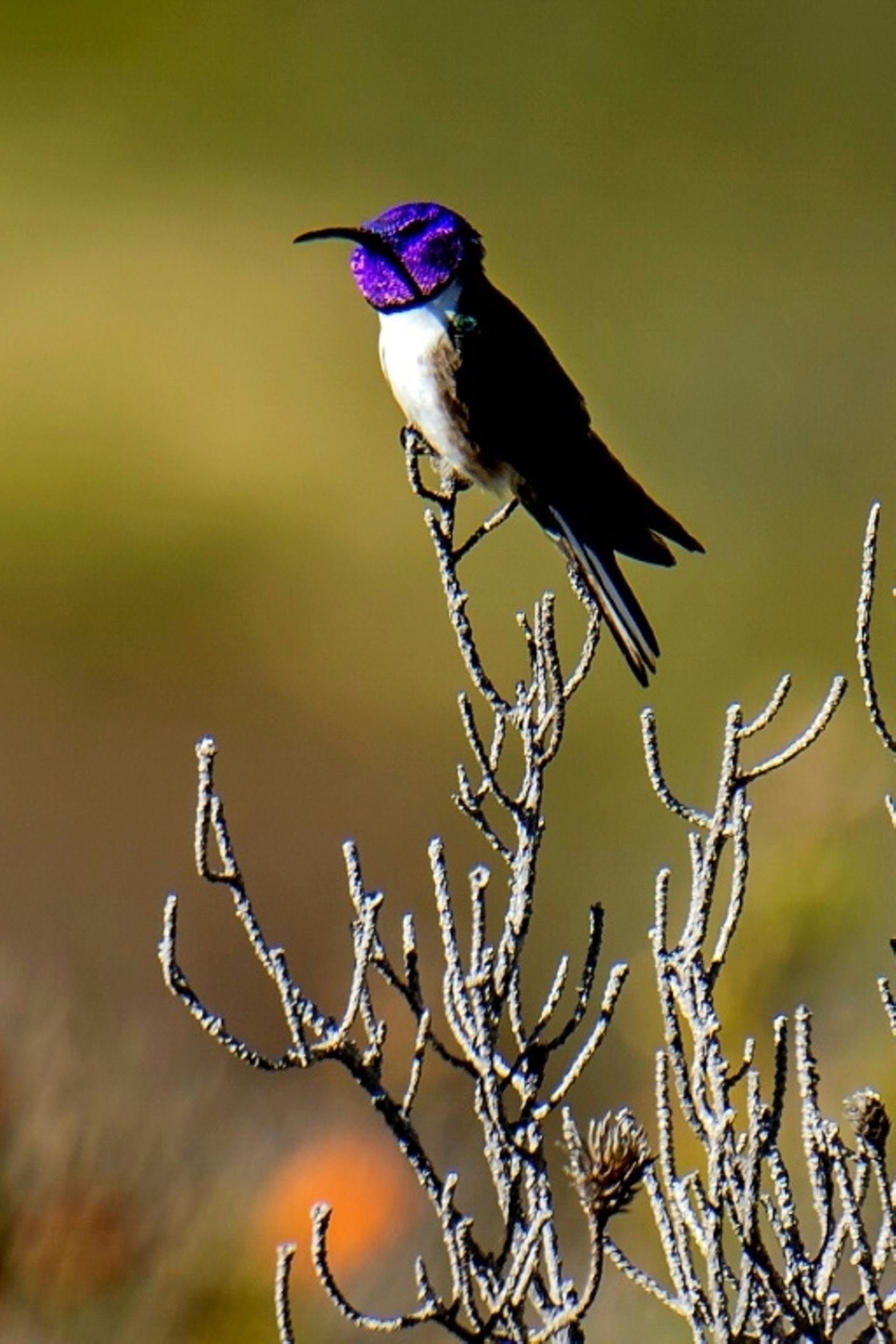 Un colibri émerveille la science avec son chant de contre-ténor en ...