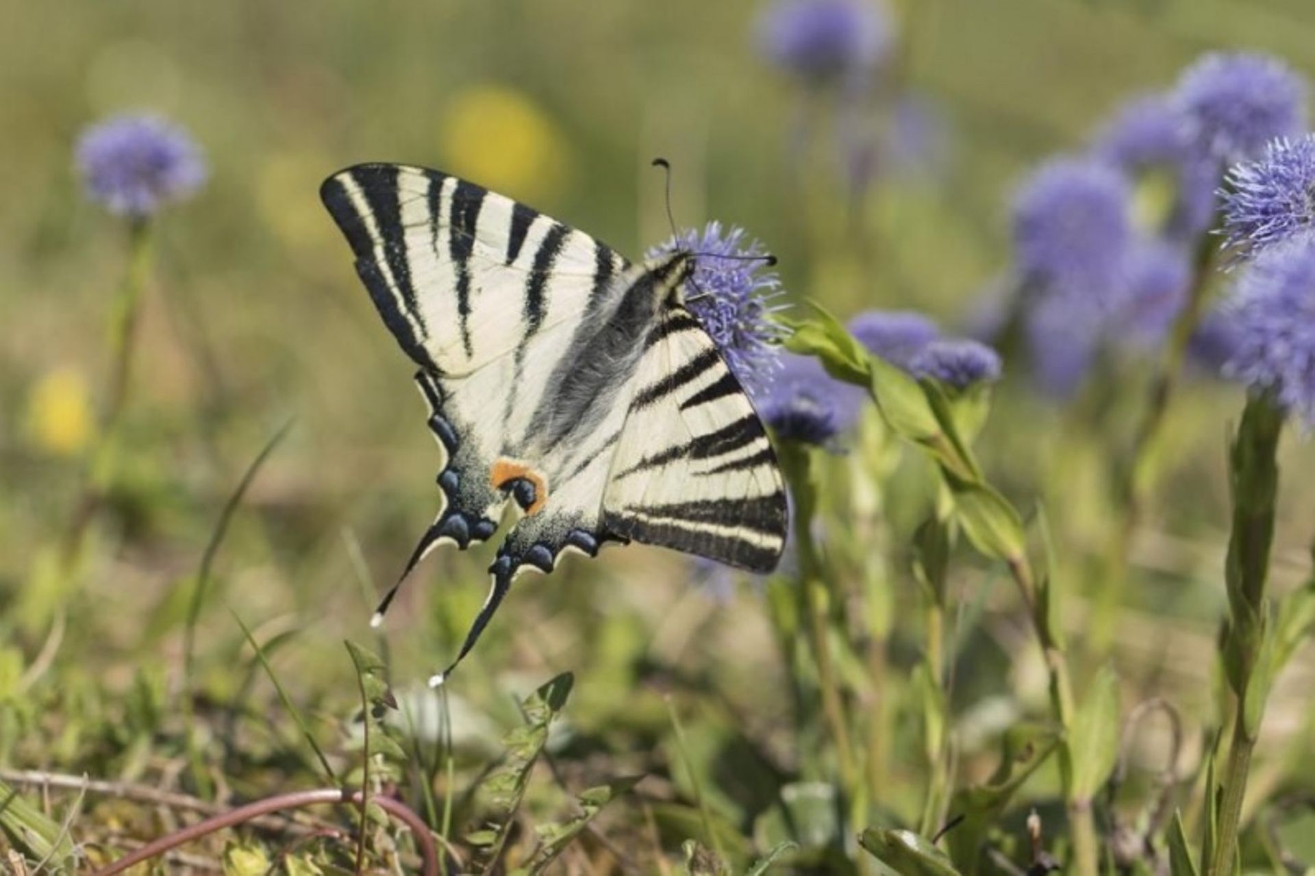 Le Parc naturel Viroin-Hermeton, terre de paysages - rtbf.be