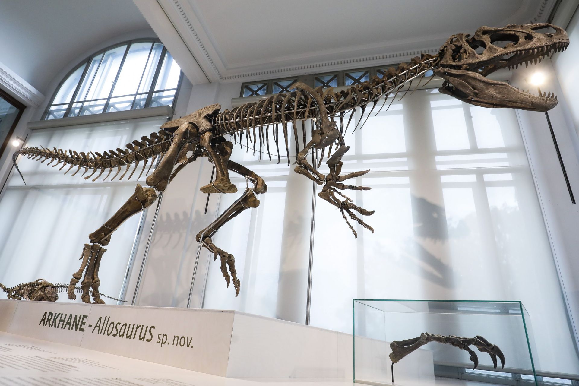 Arkhane, le nouveau prédateur du Jurassique à Bruxelles - RTBF Actus