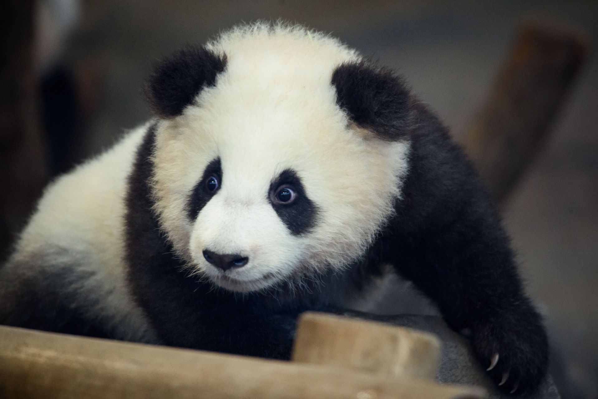Des bébés pandas nés au zoo de Berlin présentés au public - rtbf.be