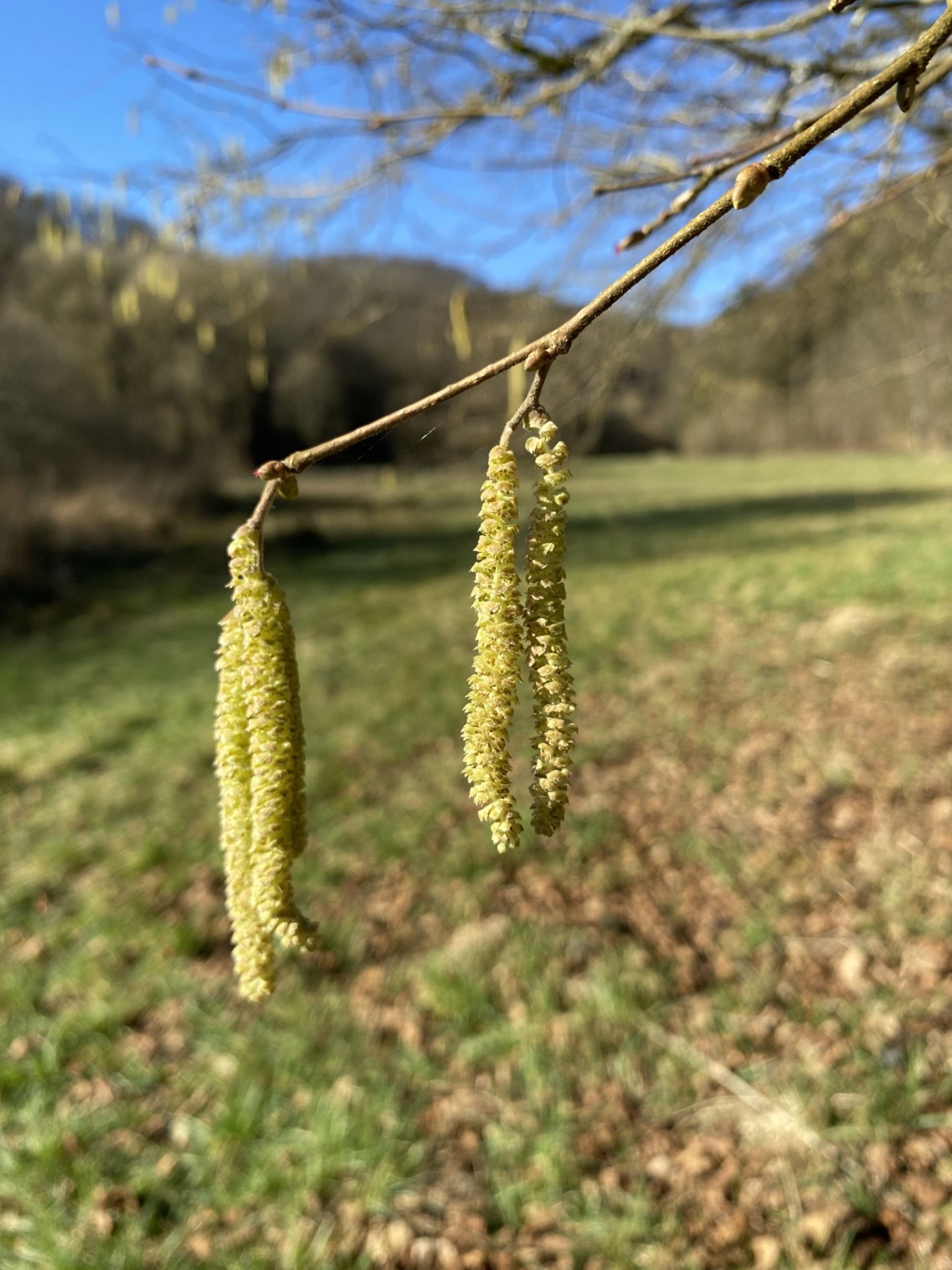 Savez-vous ce que sont les chatons, visibles dans les arbres au ...