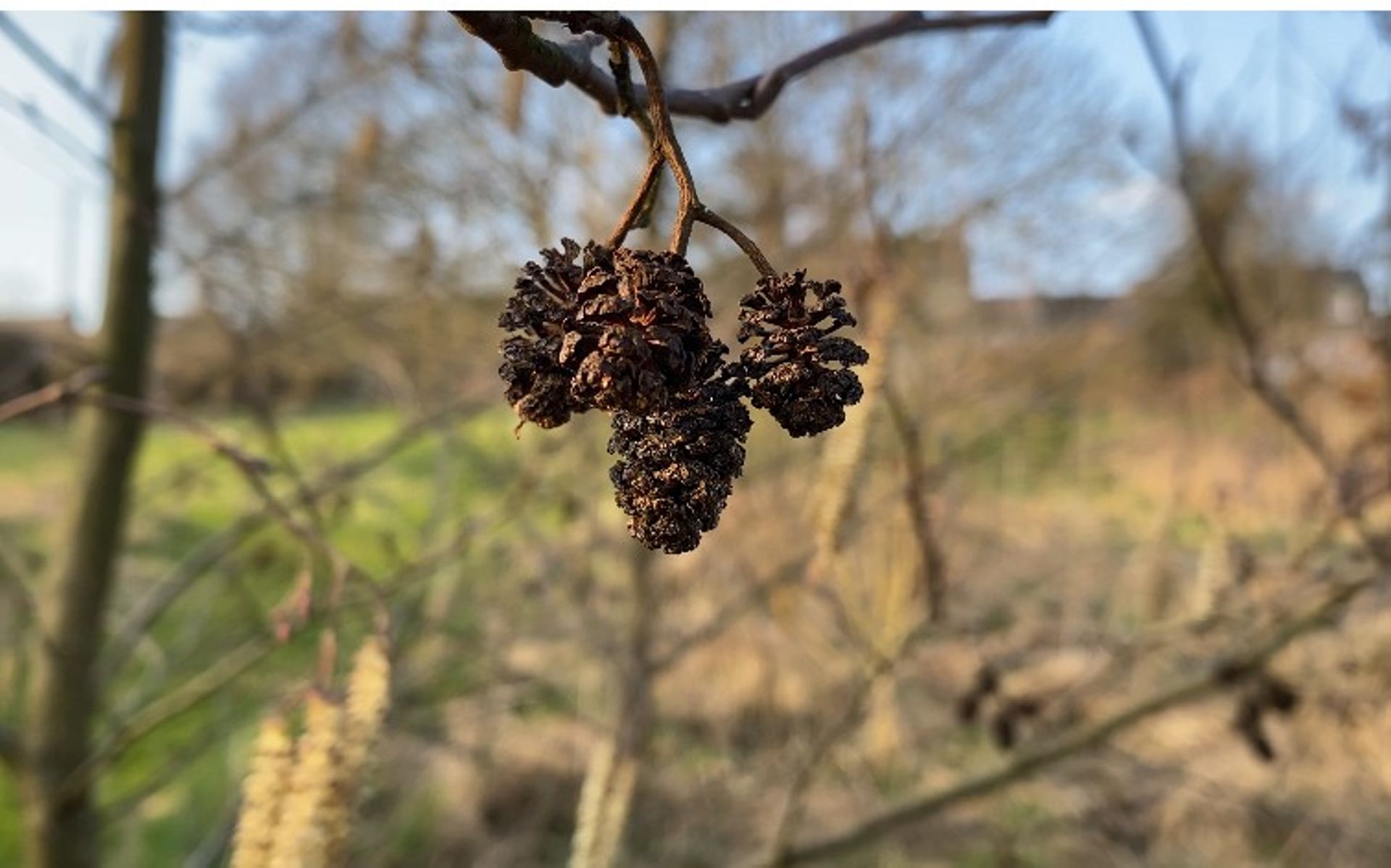 Savez-vous ce que sont les chatons, visibles dans les arbres au ...