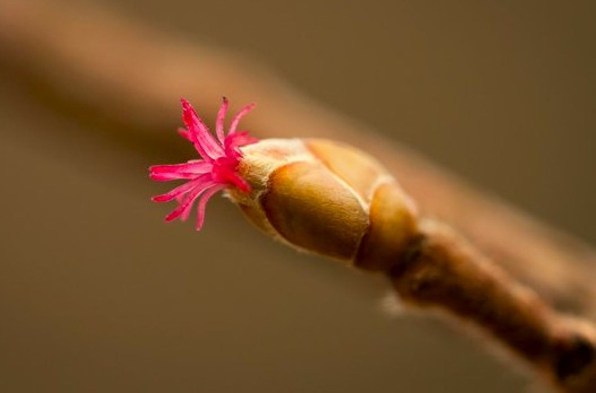 Savez-vous ce que sont les chatons, visibles dans les arbres au ...