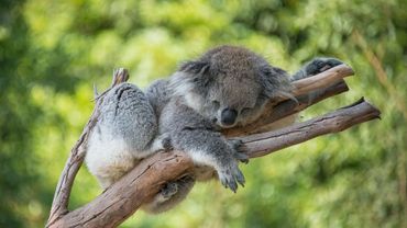 Quels sont les 10 animaux qui dorment le plus ? - RTBF Actus