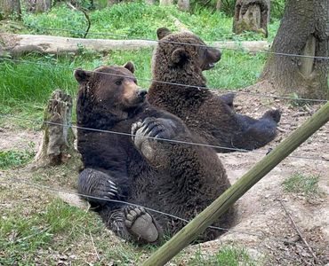 On a testé pour vous le Parc Forestia à Theux - RTBF Actus