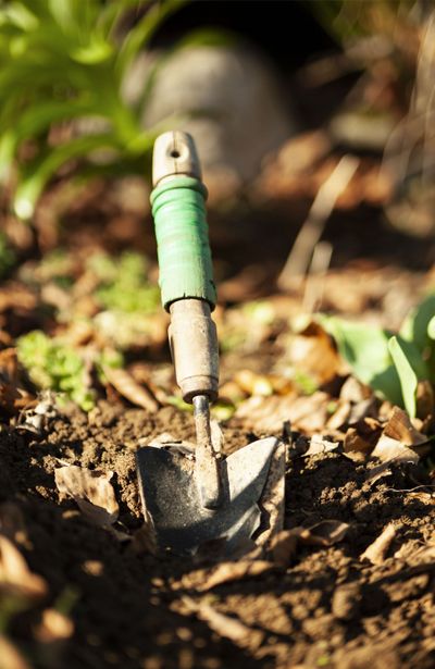 La culture des fraisiers : de la plantation à la récolte - RTBF Actus