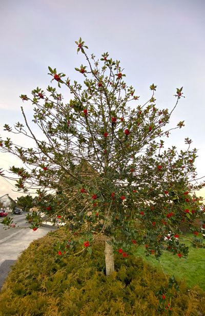 Le houx : un grand arbuste aux nombreux atouts - RTBF Actus