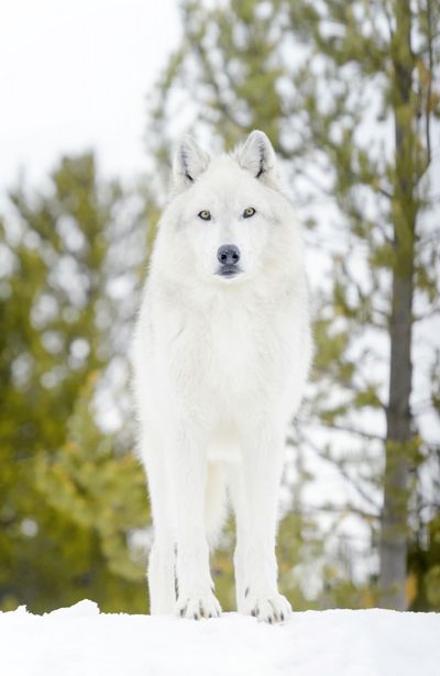 Des loups génétiquement recréés : quelles questions éthiques se posent ...