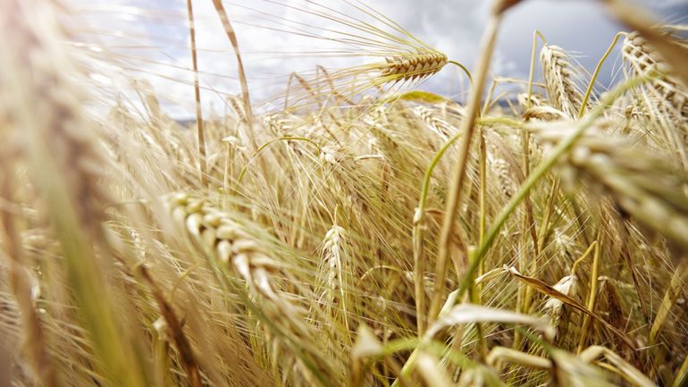 Les champs de froment attendent impatiemment le retour du soleil - RTBF ...