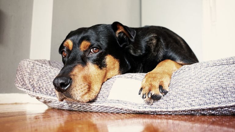 Comment choisir le nom de son chien en 2025, l'année des Y ? - RTBF Actus
