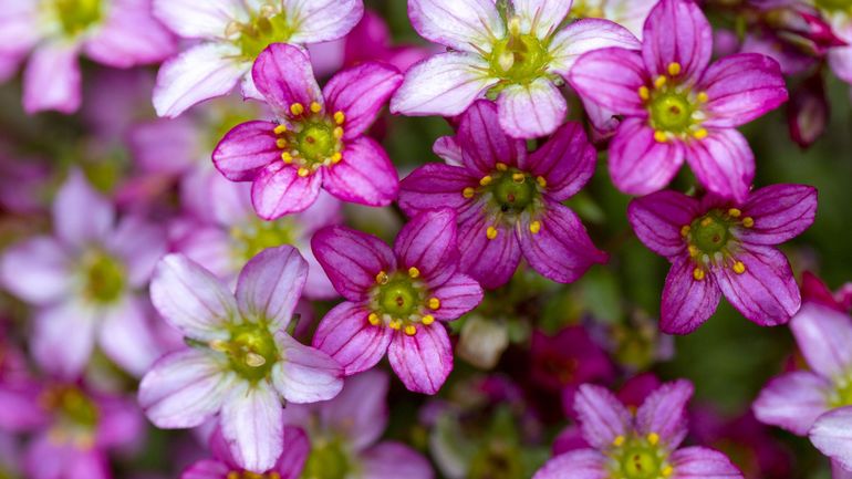 La culture des saxifrages au jardin : tout ce que vous devez savoir - RTBF Actus
