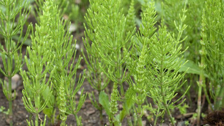 Préparation d’une décoction de prêle pour protéger les plantations des ...