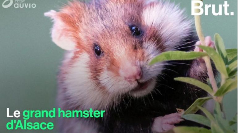 Le grand hamster d'Alsace, une espèce menacée par une autoroute