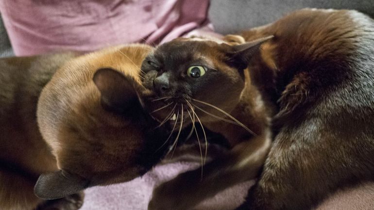 Quelles sont les races de chats les plus intelligents, selon la science ...