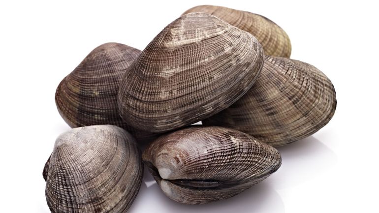Les palourdes italiennes en péril face à l'invasion de crabes bleus ...