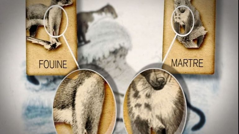 Les fouines - RTBF Actus