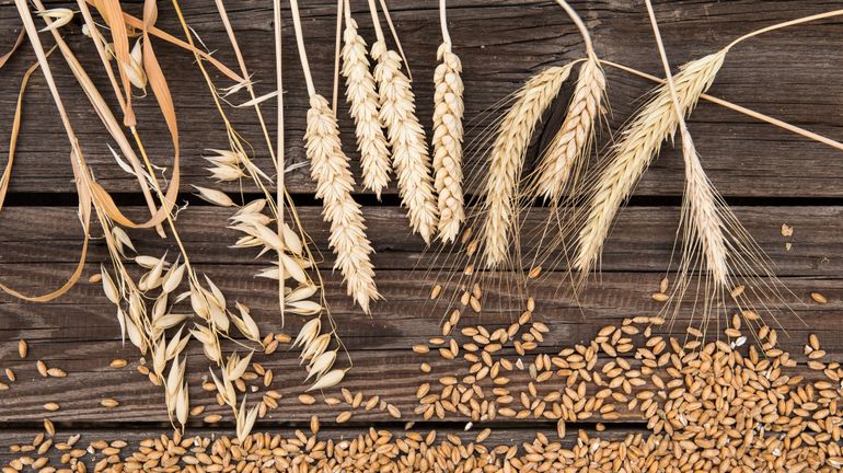 Les promesses du chanvre textile : une plante aux multiples vertus ...