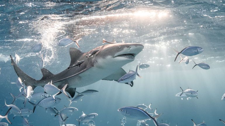 La minute insolite : un chien saute dans l'eau pour chasser un requin ...