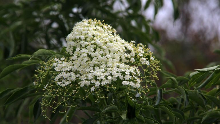 Les fleurs du sureau, c’est maintenant : voici comment les récolter et ...