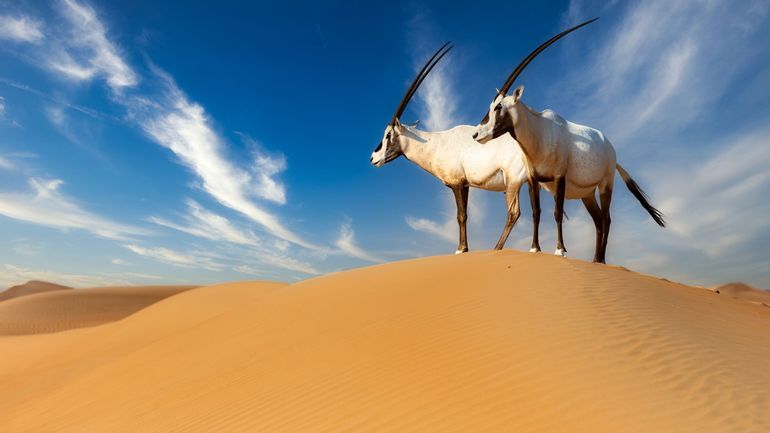 Le nasique : quel est cet animal curieux, étonnant cousin de l’homme ...