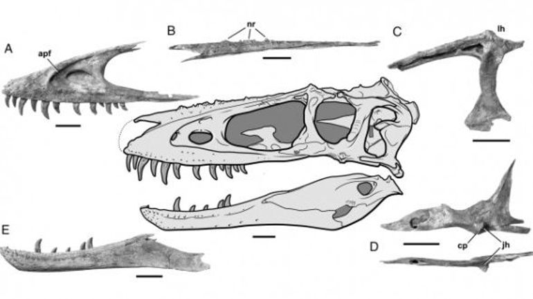 'Pinocchio rex', une nouvelle sorte de Tyrannosaure découverte en Chine ...