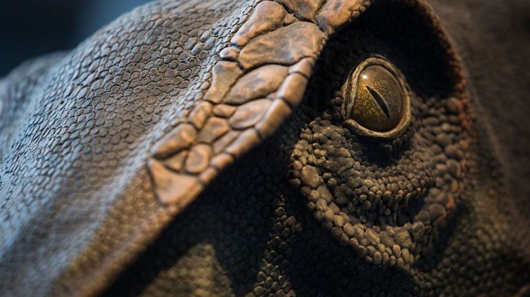 Le Mokélé-Mbembé, ce 'dinosaure' qui existerait toujours et qui a ...