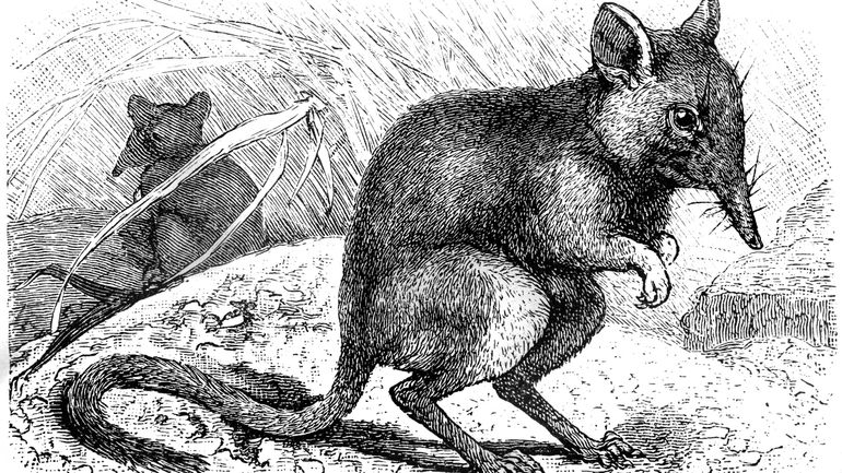 La musaraigne-éléphant de Somalie, une espèce pas si perdue - RTBF Actus