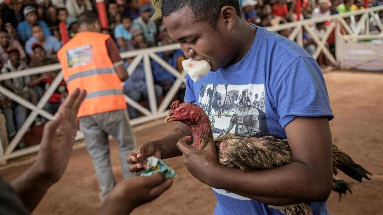 A Madagascar, le combat de coqs, entre tradition et démesure - RTBF Actus