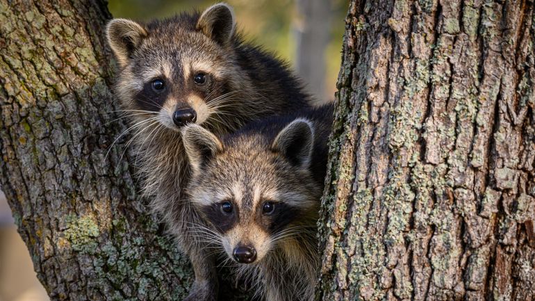 Des ratons laveurs porteurs de vers intestinaux en Belgique, le SPW ...