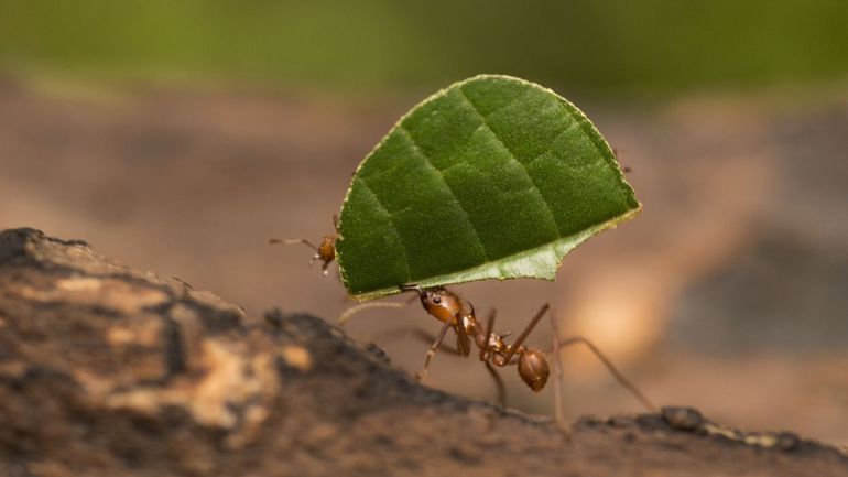La 'fourmi électrique', une espèce envahissante dangereuse, détectée ...