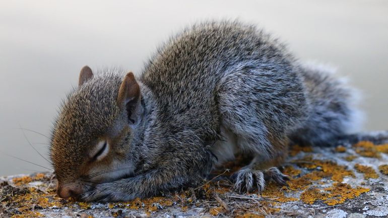 Quels sont les 10 animaux qui dorment le plus ? - RTBF Actus