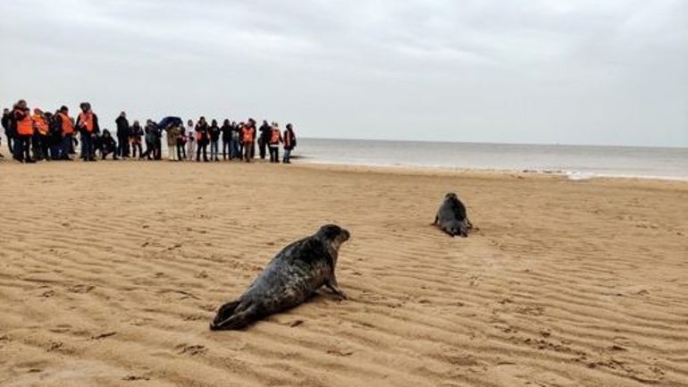 A Ostende, les phoques ont leur propre plage privée - RTBF Actus