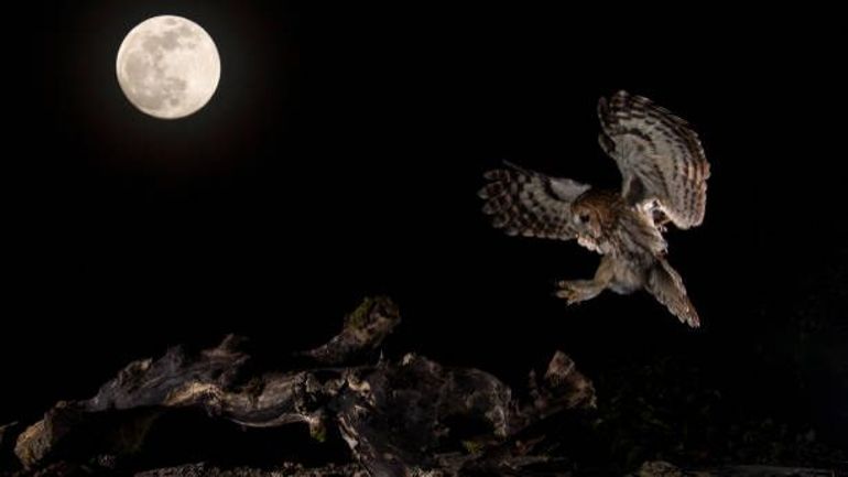 La chouette de Minerve ne prend son vol qu’à la tombée de la nuit ...