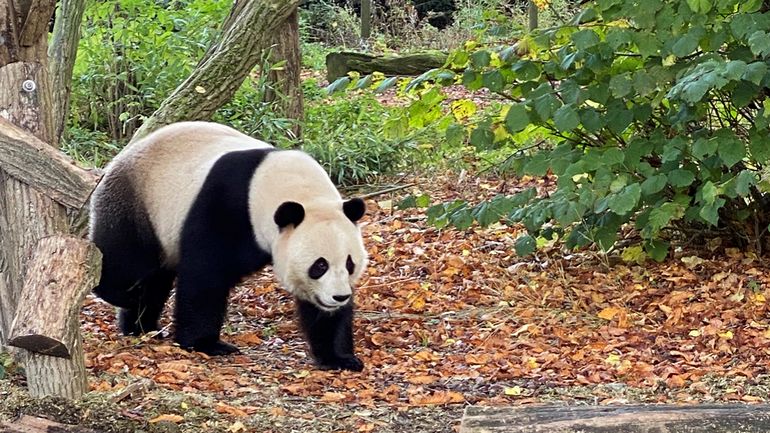 Cérémonie d'adieux pour les trois pandas nés en Belgique et en route ...