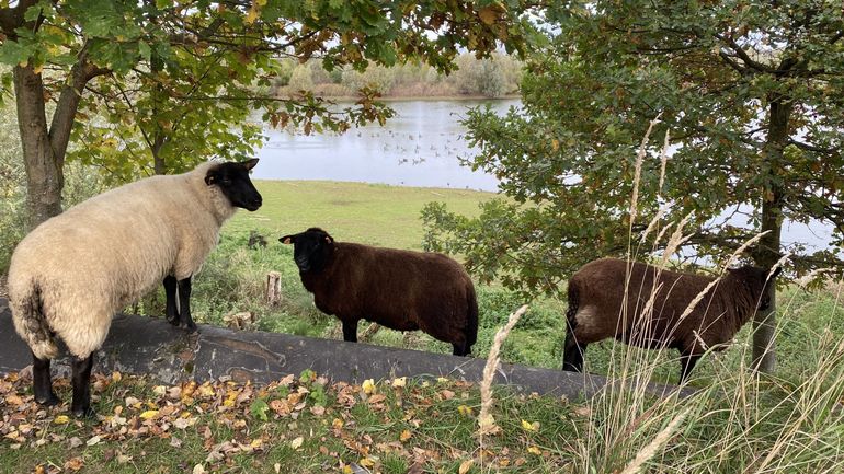 Geer : la réserve naturelle du Haut-Geer est rouverte au public - RTBF ...